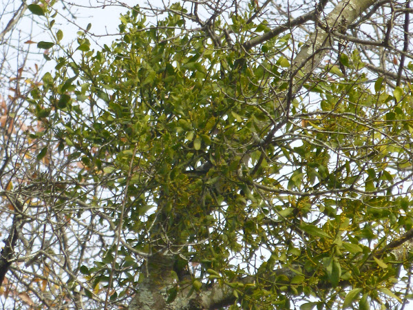 Oak Mistletoe | Project Noah