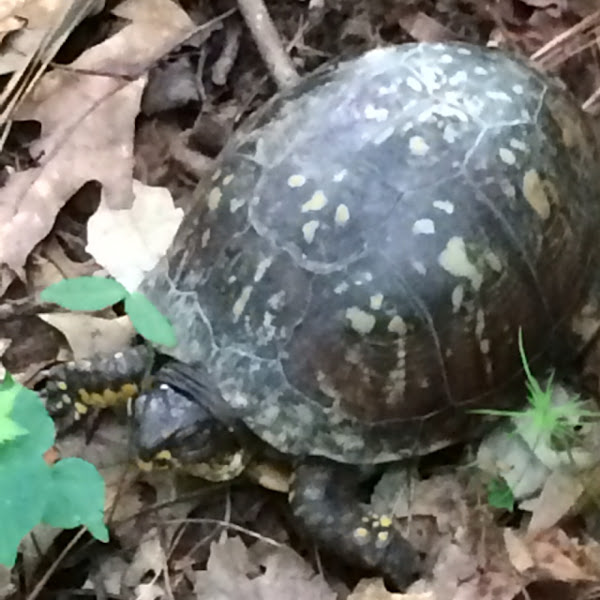 Eastern Box turtle | Project Noah