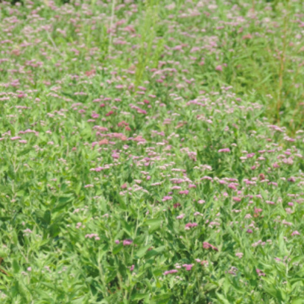 Southern Marsh Fleabane | Project Noah