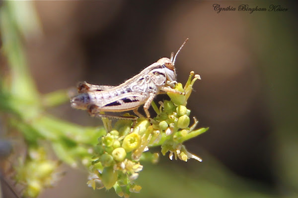 Devastating Grasshopper (Nymph) | Project Noah
