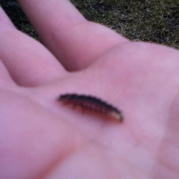 Firefly larvae | Project Noah
