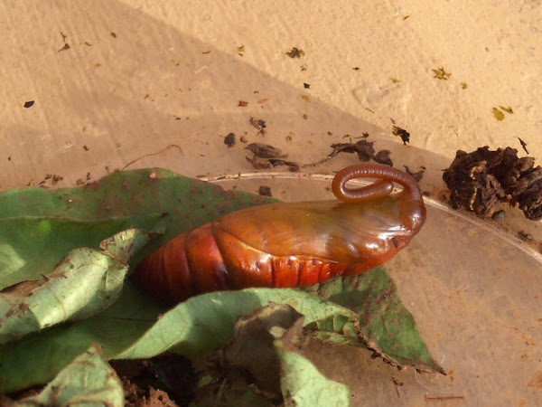 Convolvulus Hawk-moth pupa | Project Noah