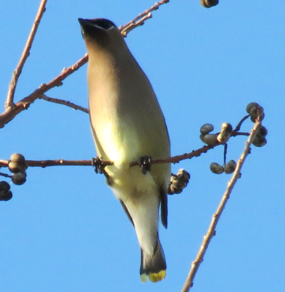 Cedar waxwing | Project Noah