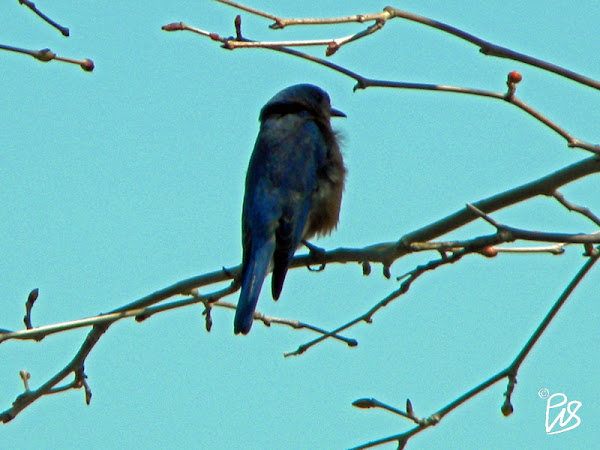 Eastern Bluebird | Project Noah