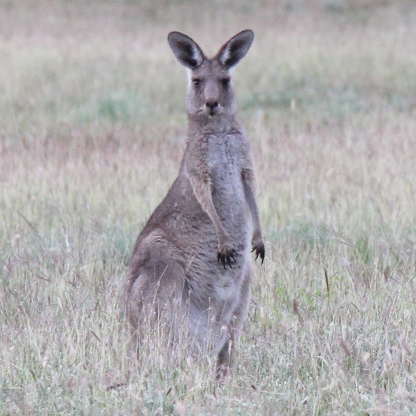 Eastern Grey Kangaroos | Project Noah