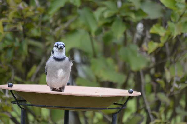 Blue Jay | Project Noah