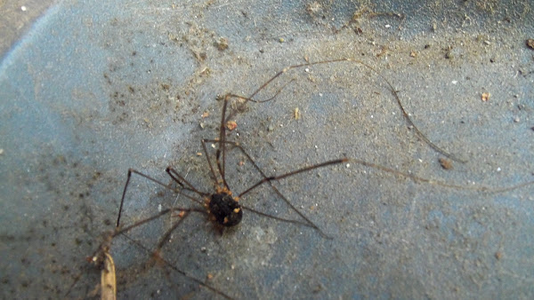 Daddy Long-Legs | Project Noah