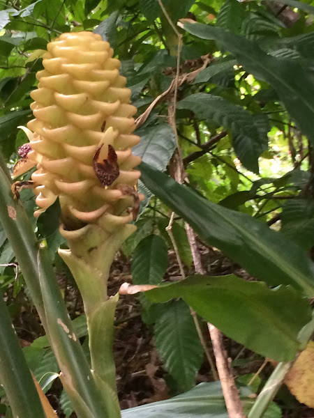 Beehive ginger | Project Noah
