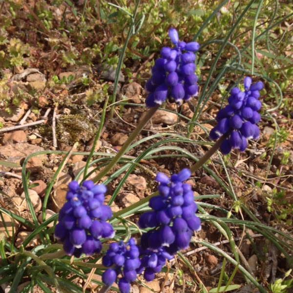 Grape hyacinth | Project Noah