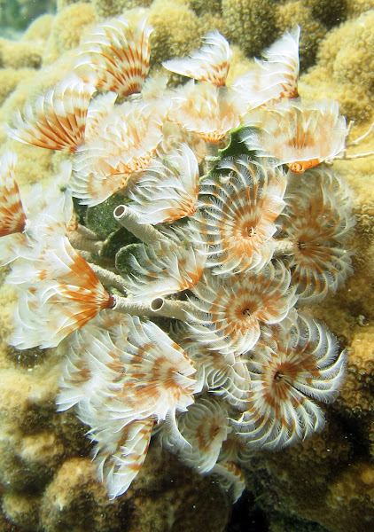 Feather Duster Worm | Project Noah