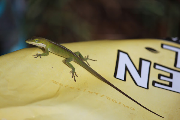Green Anole | Project Noah