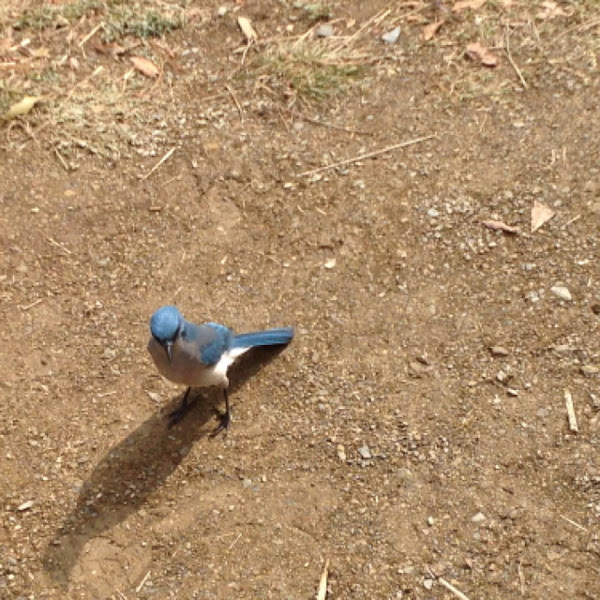 Mexican Jay | Project Noah