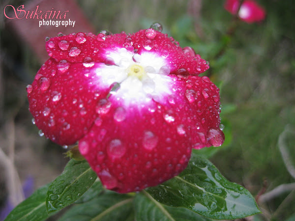 Madagascar Periwinkle | Project Noah