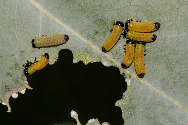 Leaf Beetle Larvae | Project Noah