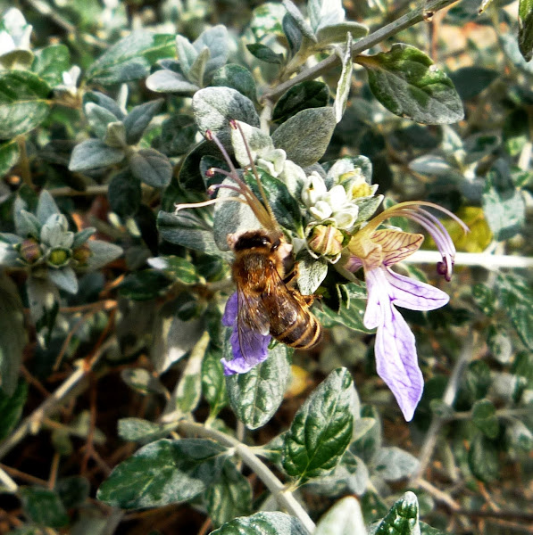 Abeja | Project Noah