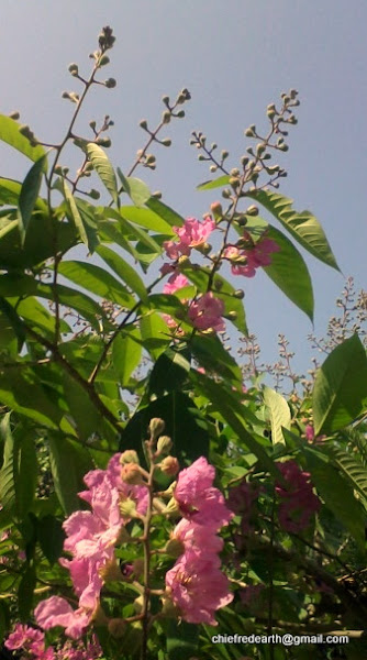 Giant Crape-myrtle | Project Noah