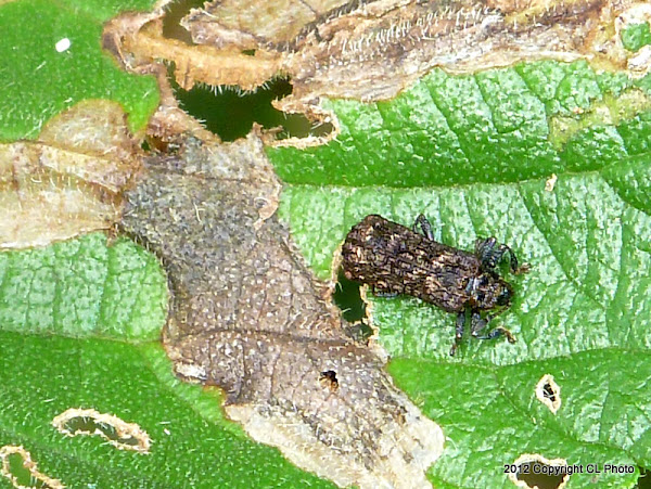 Lantana Leaf Miner Beetle | Project Noah