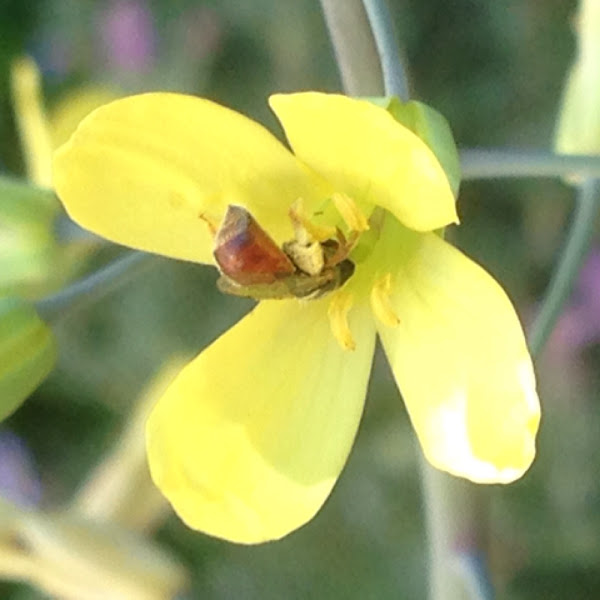 Small Carpenter Bee | Project Noah