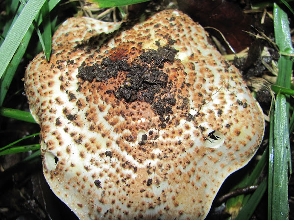 Freckled Dapperling | Project Noah