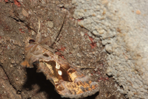 Soybean Looper Moth | Project Noah