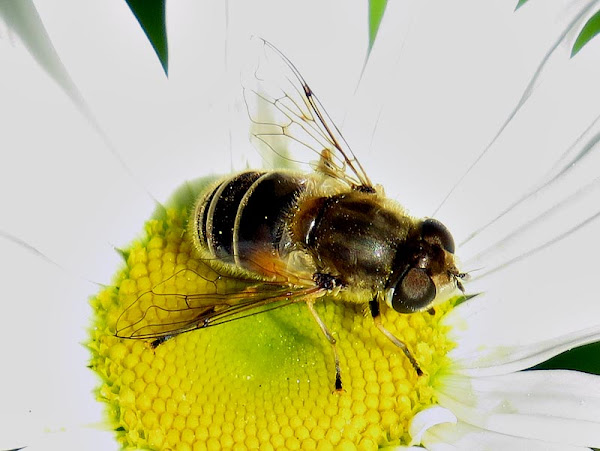 hover fly | Project Noah