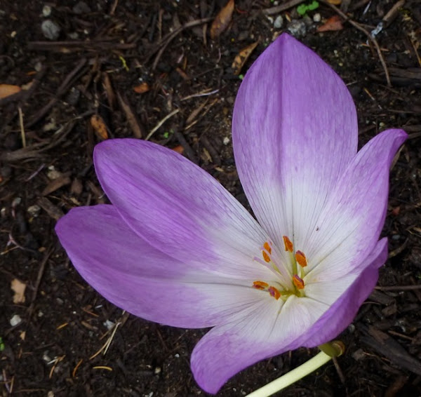 Autumn Crocus | Project Noah