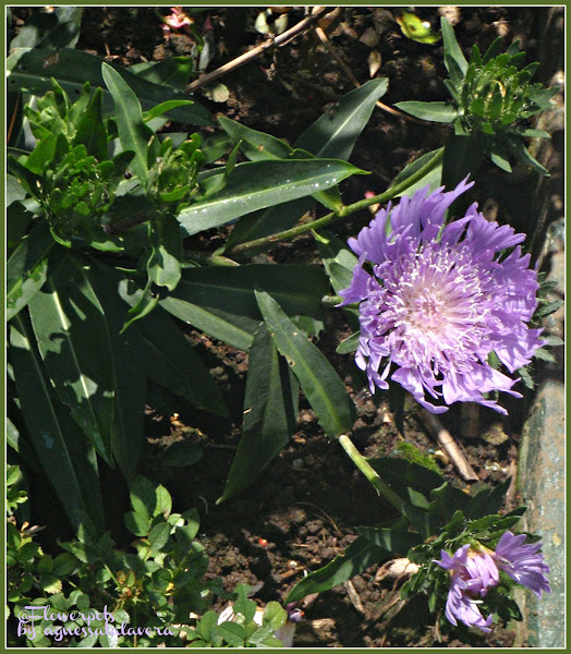 Stokes' Aster | Project Noah