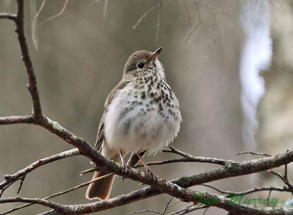 Hermit Thrush | Project Noah