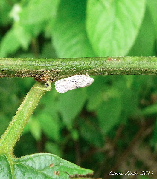 Flatid Hopper | Project Noah