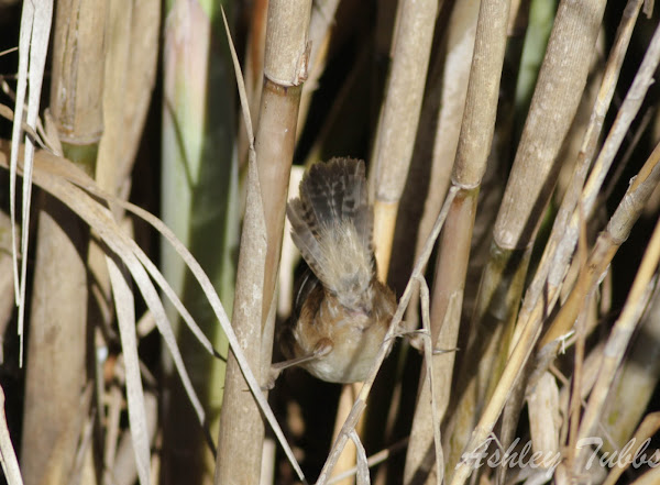 Marsh Wren | Project Noah
