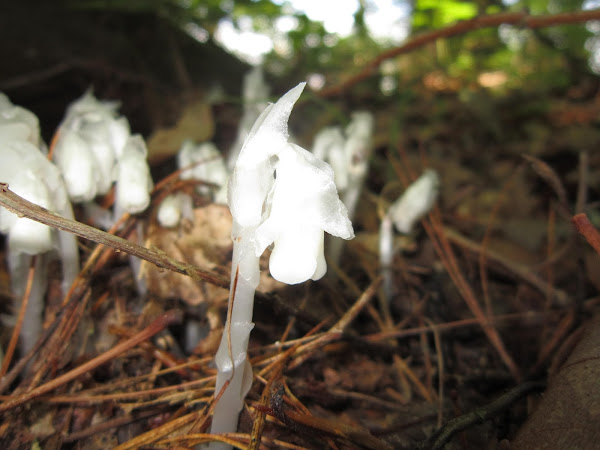 Indian Pipes | Project Noah