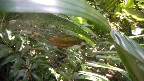 Single-Striped Grass Spider Nest | Project Noah