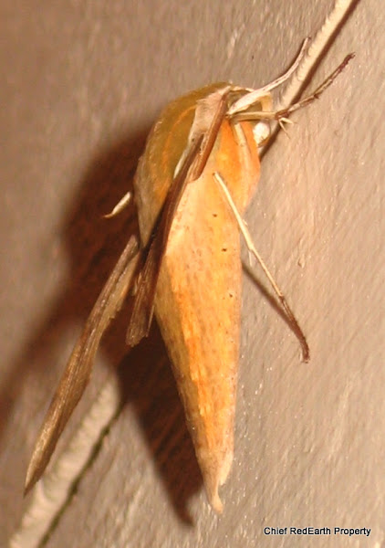 Vine Hawk-Moth | Project Noah