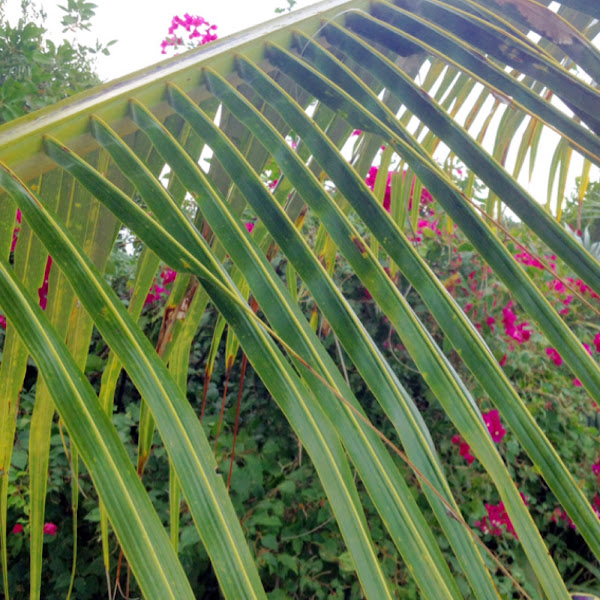 Coconut Palm | Project Noah