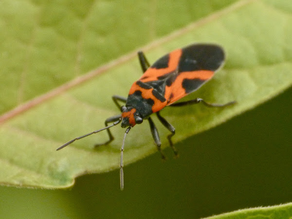 False milkweed bug | Project Noah