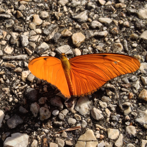 Julia Longwing | Project Noah