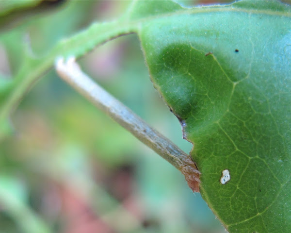 Geometer Caterpillar | Project Noah