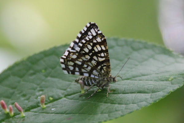 Latticed Heath | Project Noah