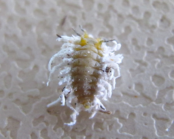 Mealybug Destroyer | Project Noah