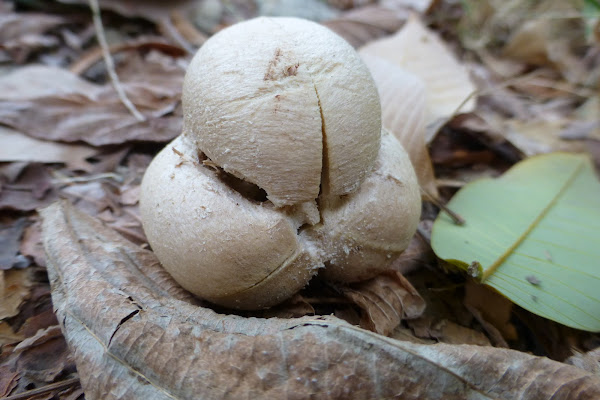 Para Rubber Tree Fruit | Project Noah