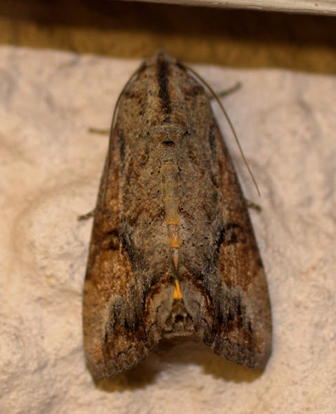 Underwing Moth | Project Noah