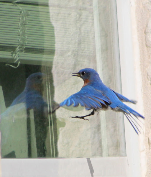 Eastern Bluebird | Project Noah