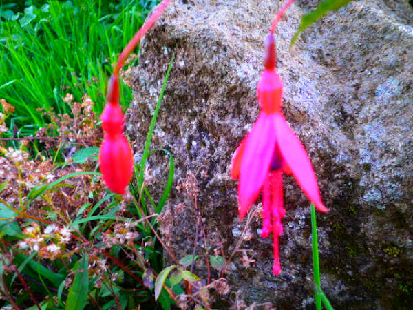 fuchsia | Project Noah