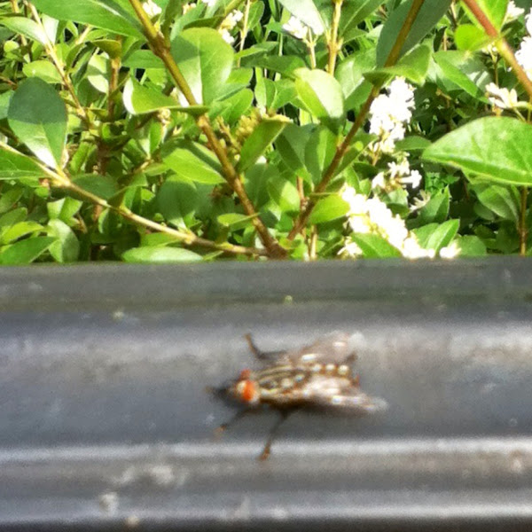 Housefly | Project Noah