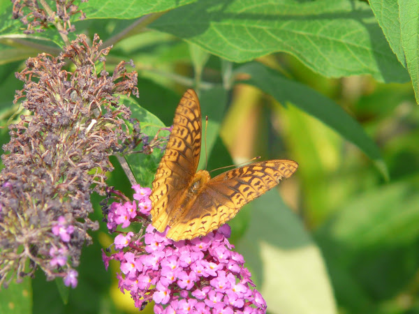 Great Spangled Fritillary | Project Noah