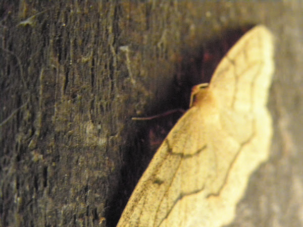 hemlock looper | Project Noah