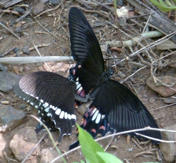 Common Mormon (mating) | Project Noah