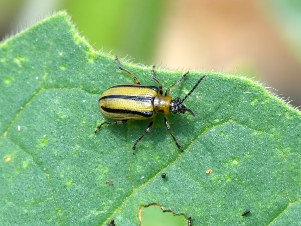 Western Striped Cucumber Beetle | Project Noah