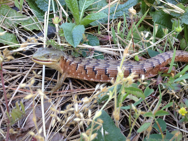 Southern Alligator Lizard | Project Noah