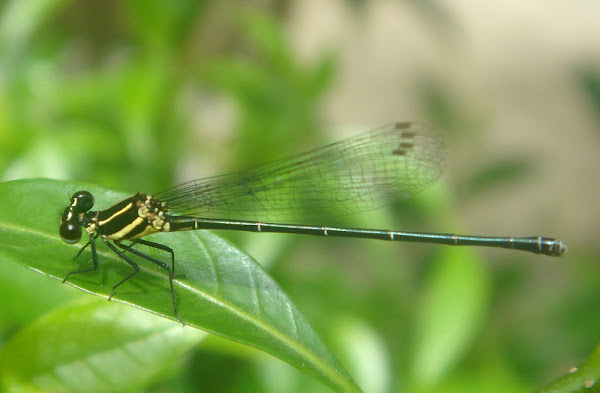 Marsh Dancer Damselfly | Project Noah